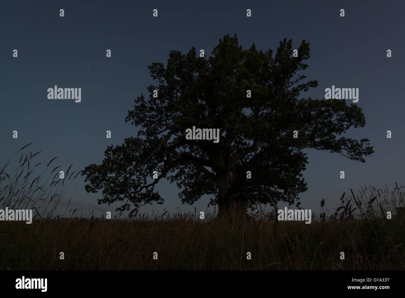 Old oak tree on the meadow at night Stock Photo - Alamy