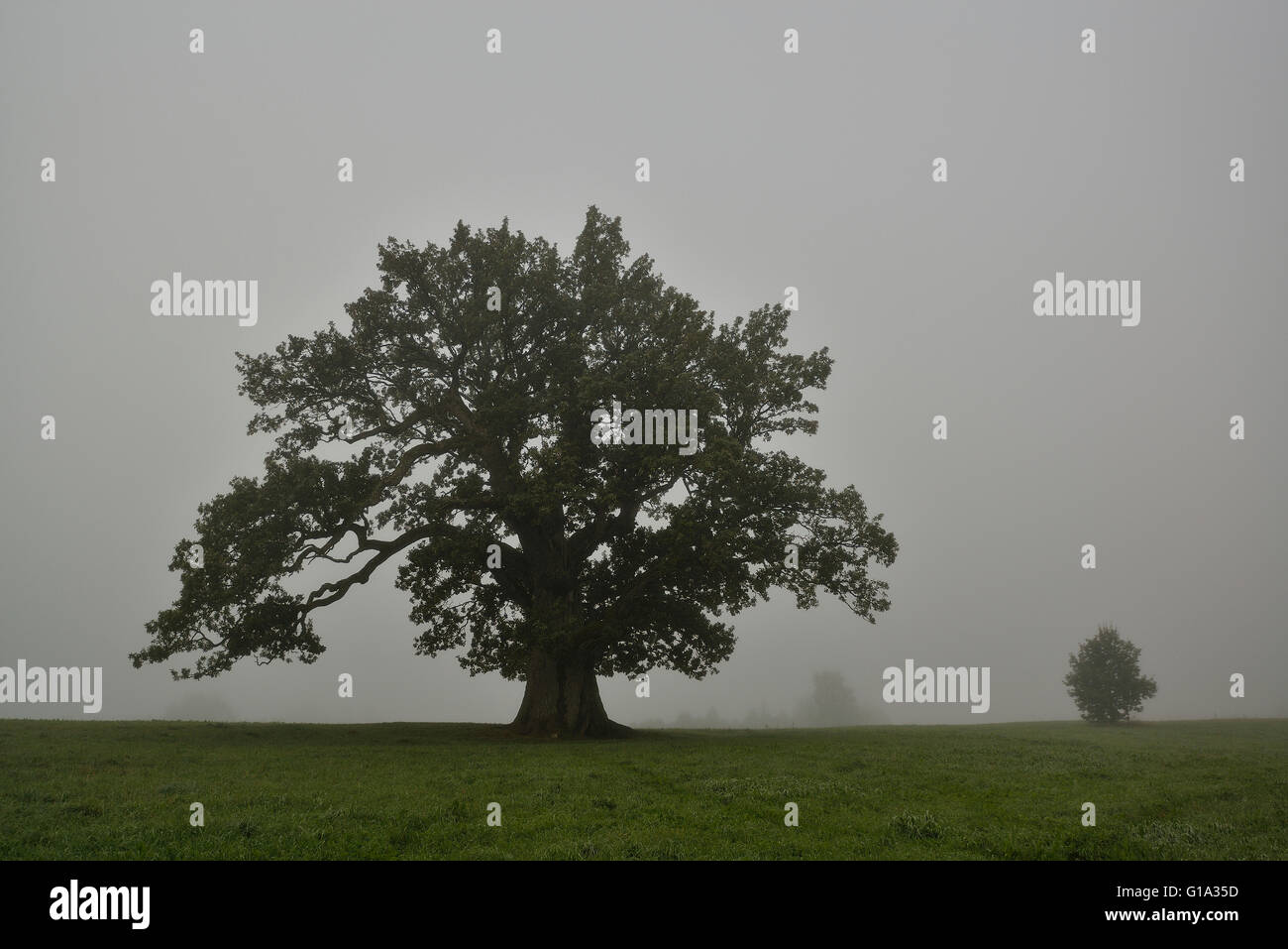 Mist and greenery hi-res stock photography and images - Alamy
