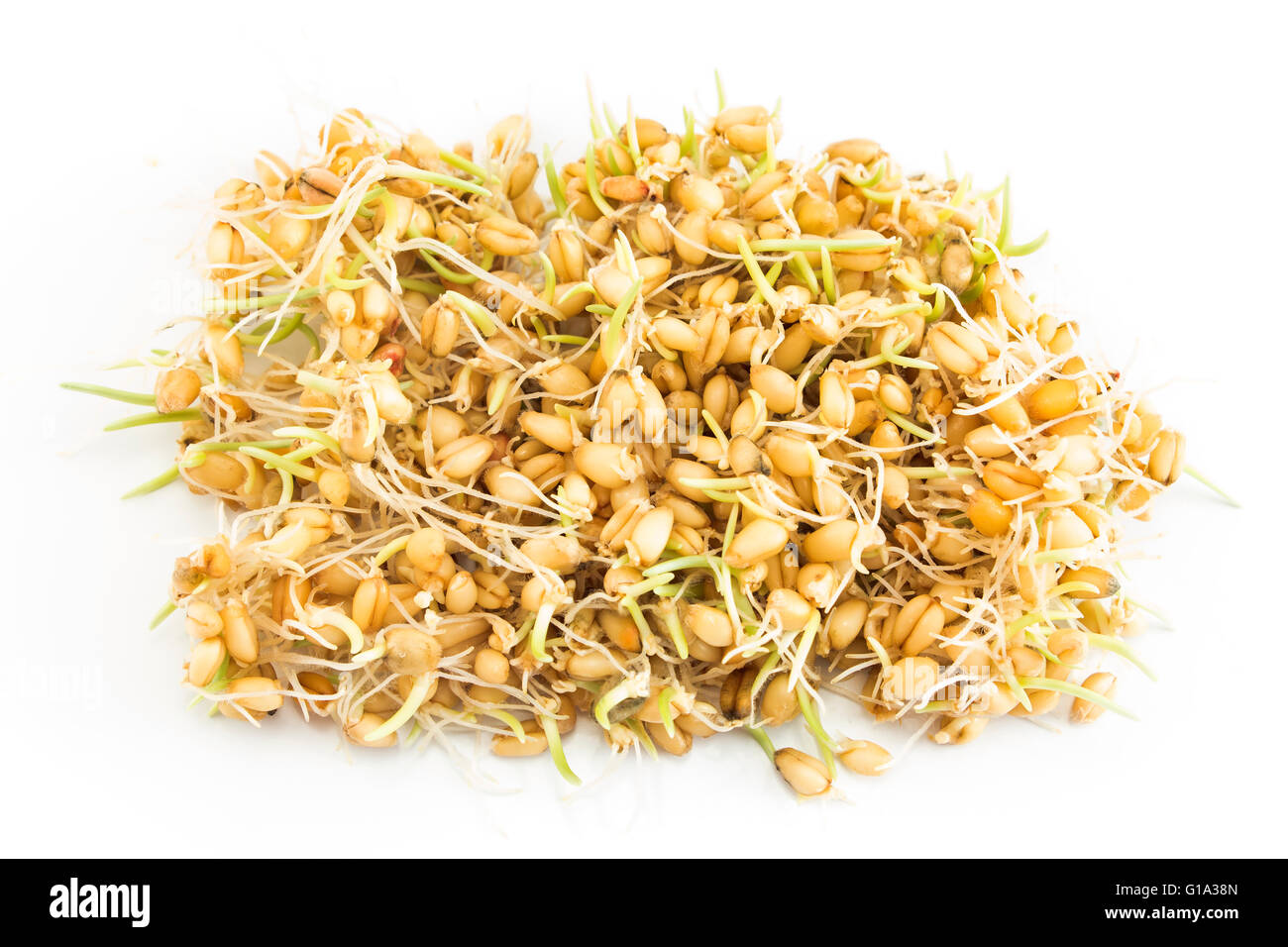 Sprouted wheat on a white background Stock Photo - Alamy