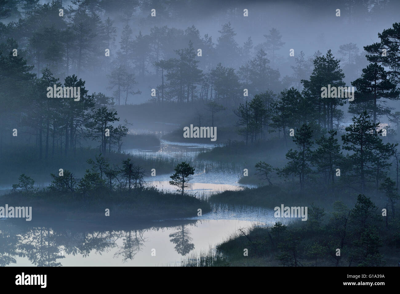 Misty night at the bog Stock Photo - Alamy