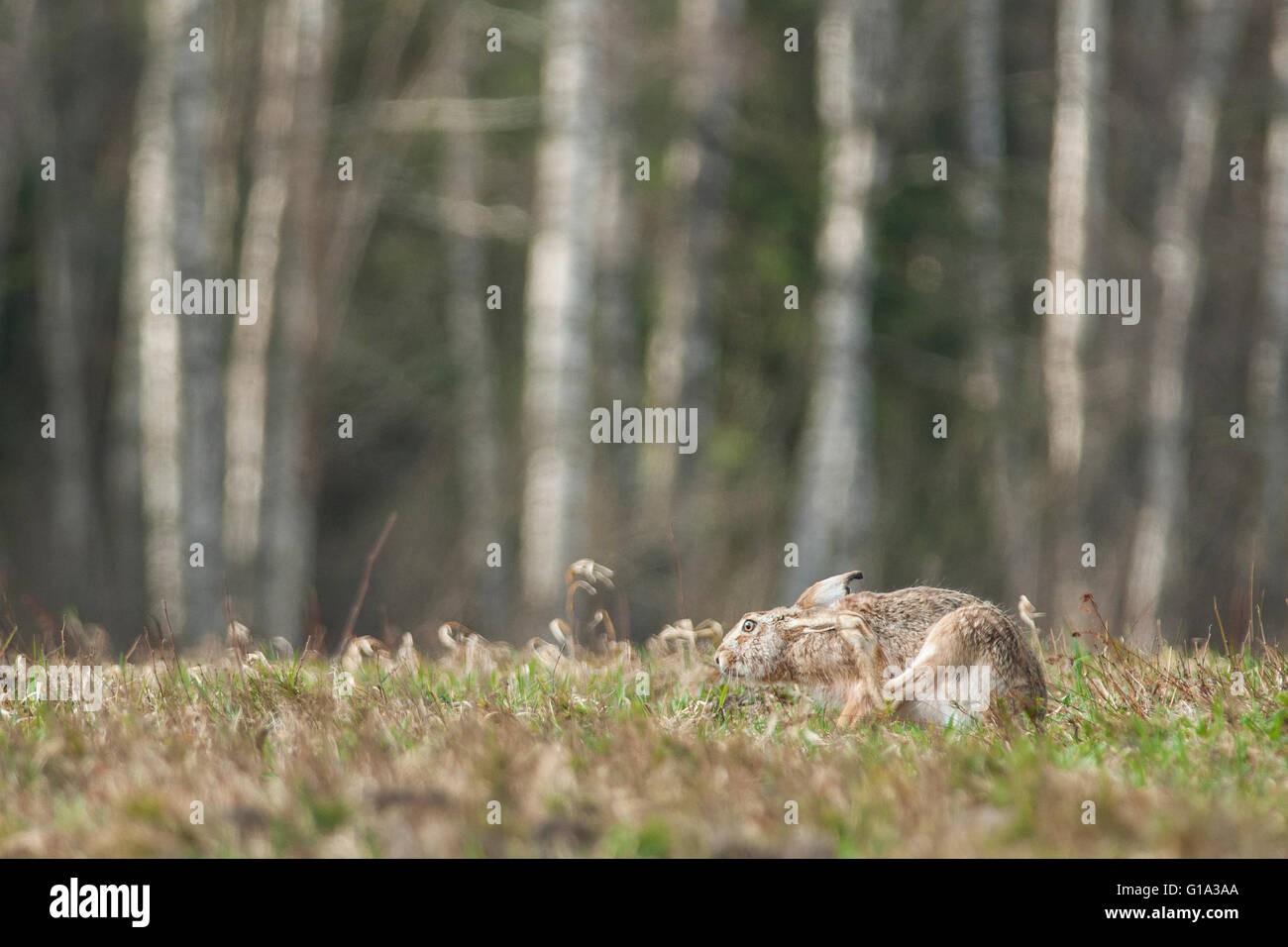 Brown Hare scratching Stock Photo - Alamy