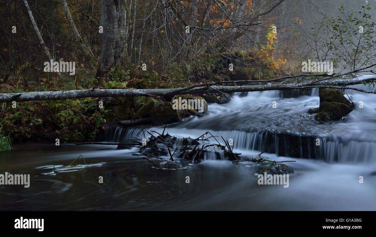 River in the woods Stock Photo - Alamy