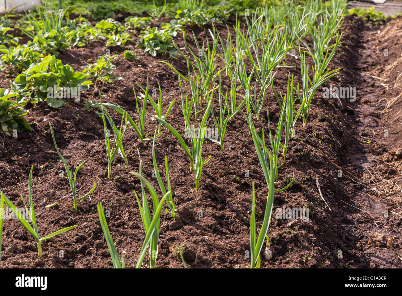 green garlic in the garden Stock Photo - Alamy