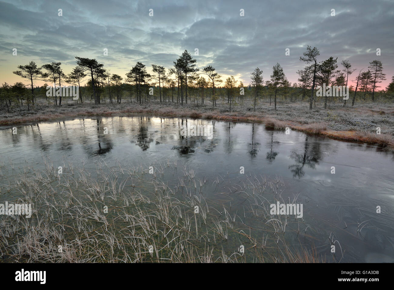 Frozen bog pool Stock Photo - Alamy
