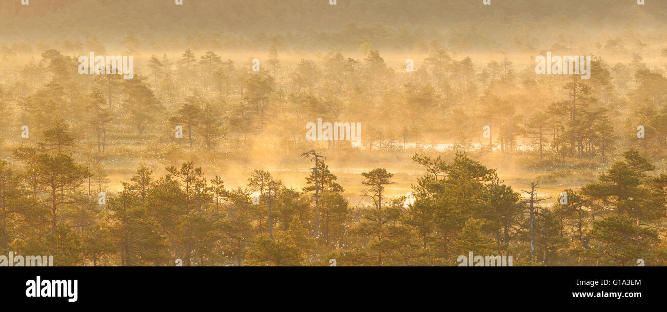 Bog light hi-res stock photography and images - Alamy