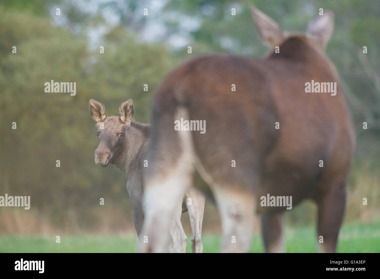 Moose cow and her offspring Stock Photo - Alamy