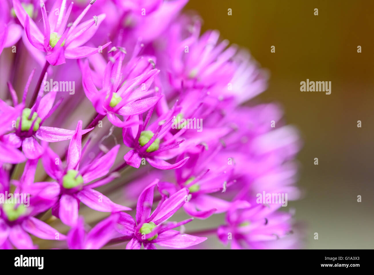 Purple Allium Flowers Close Up Stock Photo - Alamy