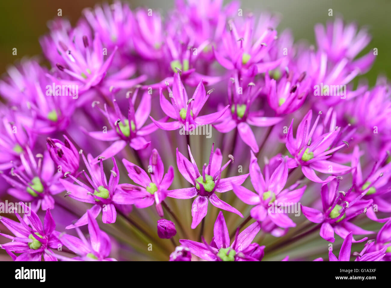 Purple Allium Flowers Close Up Stock Photo - Alamy