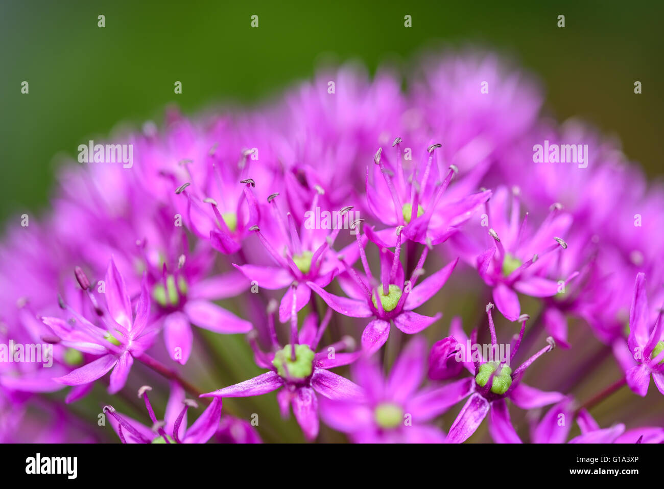 Purple Allium Flowers Close Up Stock Photo - Alamy