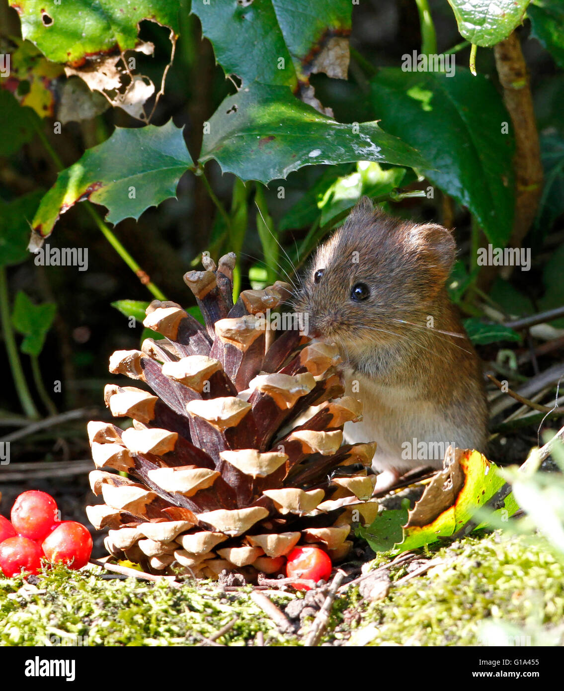 Bank Vole (Myodes glareolus), feeding Stock Photo - Alamy