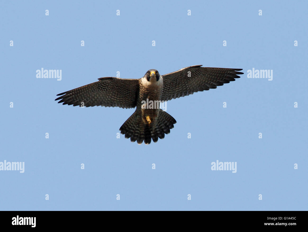 Peregrine falcon flying hi-res stock photography and images - Alamy