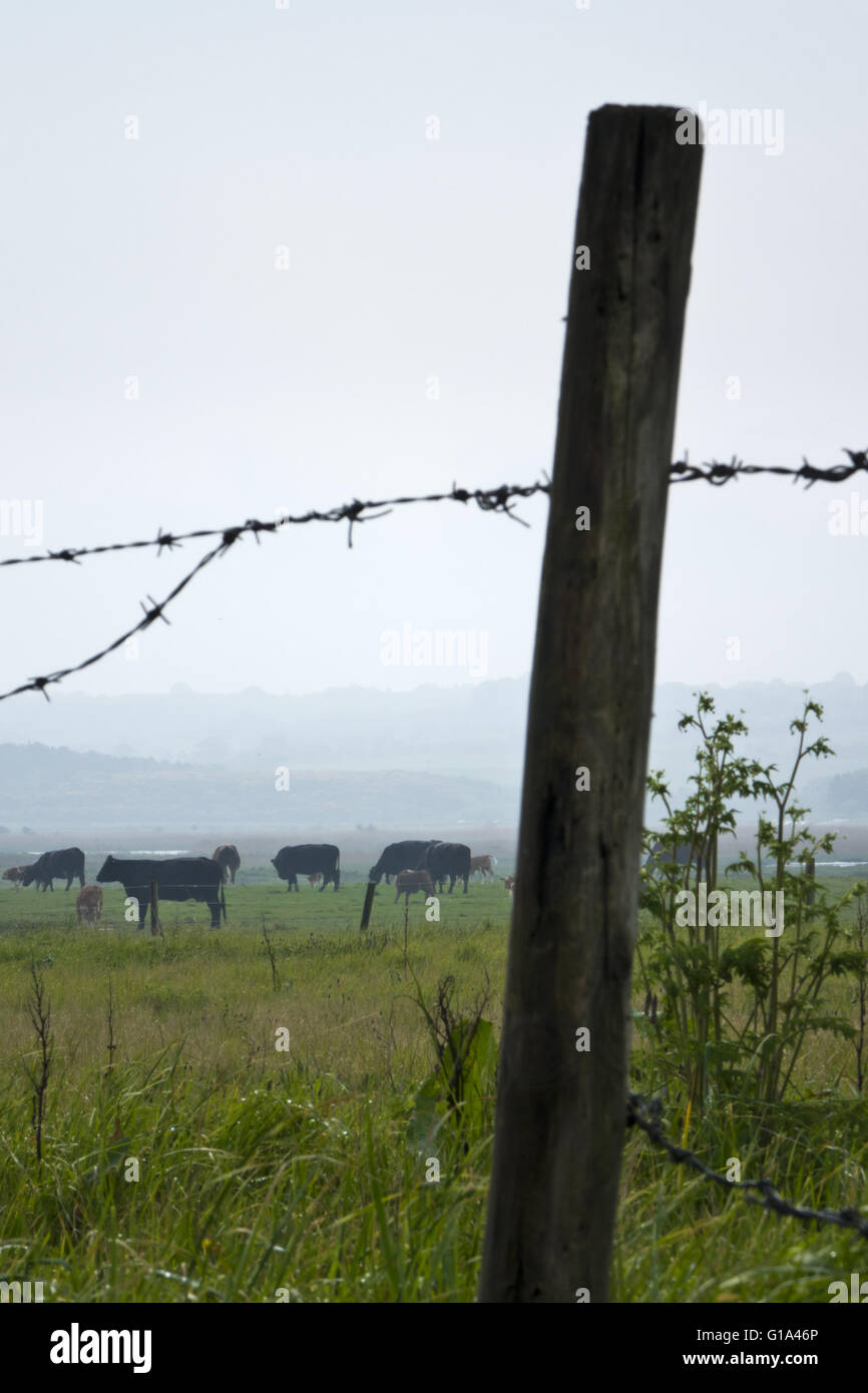 Marsh cattle hi-res stock photography and images - Alamy