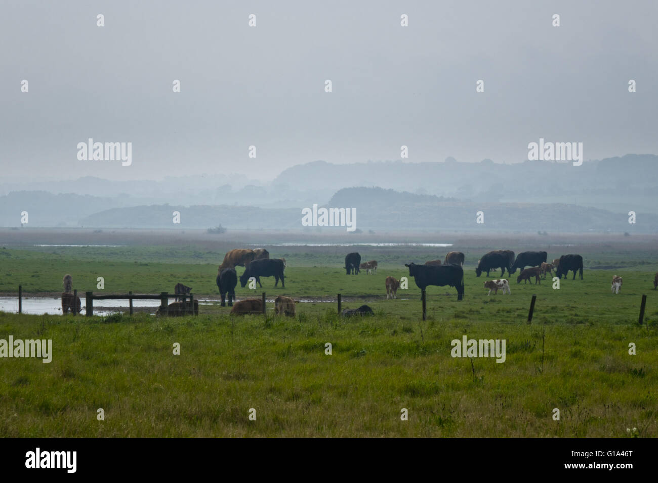 Marsh cattle hi-res stock photography and images - Alamy