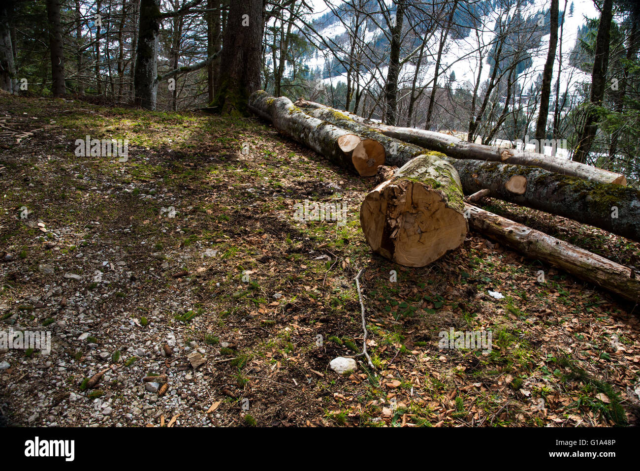 Freshly cut tree logs piled up Stock Photo - Alamy