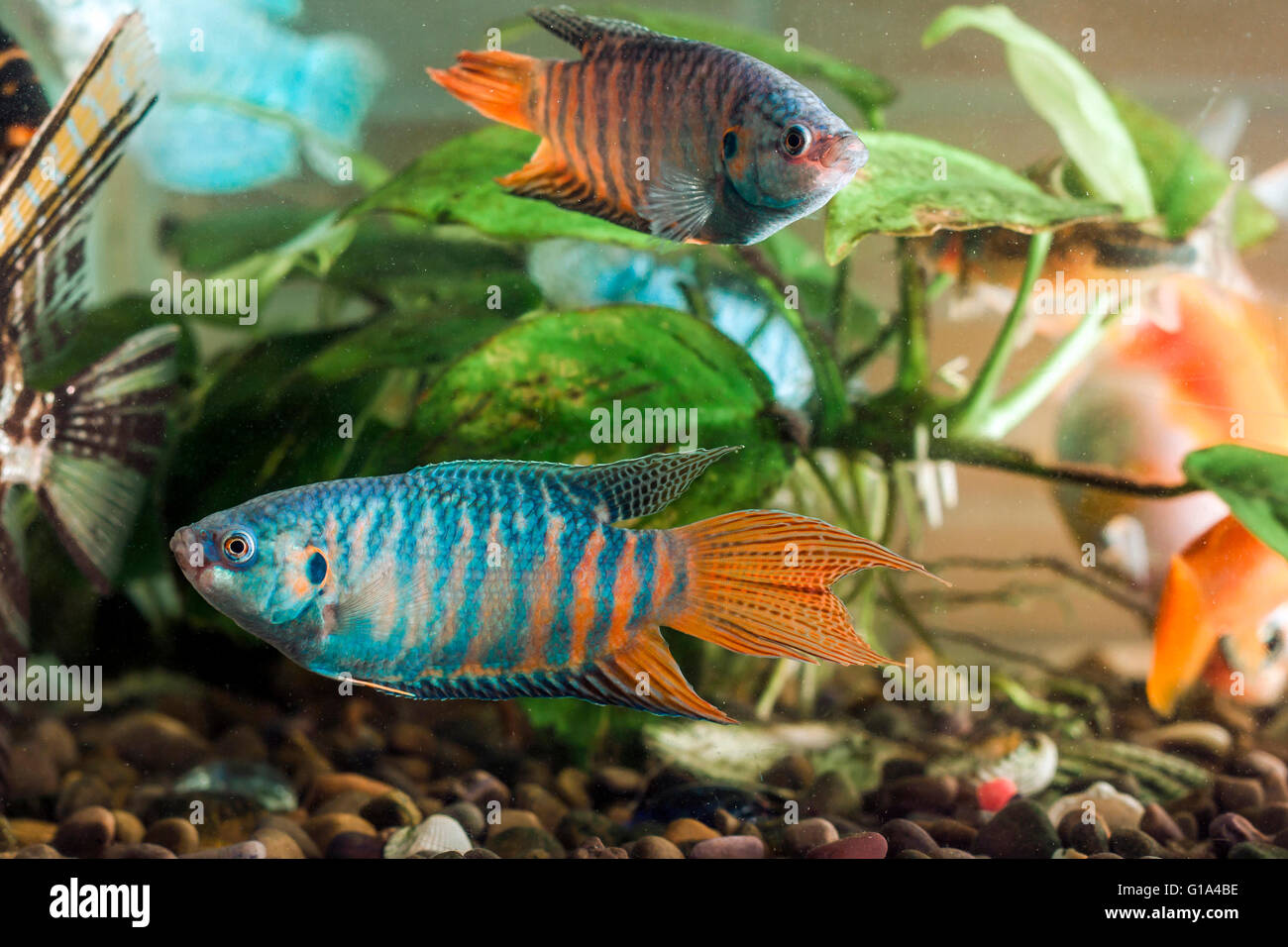 Aquarium fish is swimming in the water with green plants Stock Photo ...