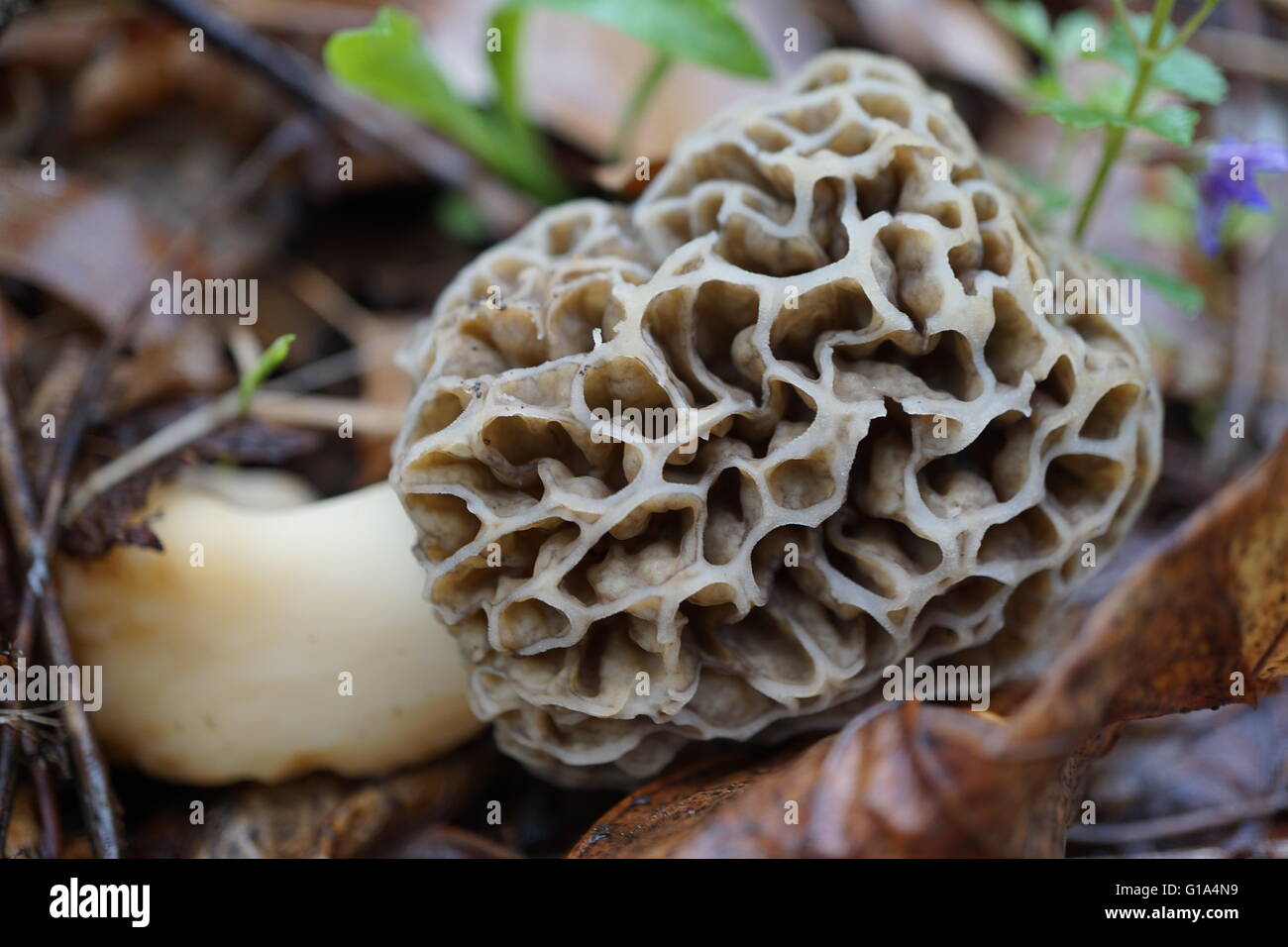 Morchella esculenta hi-res stock photography and images - Alamy