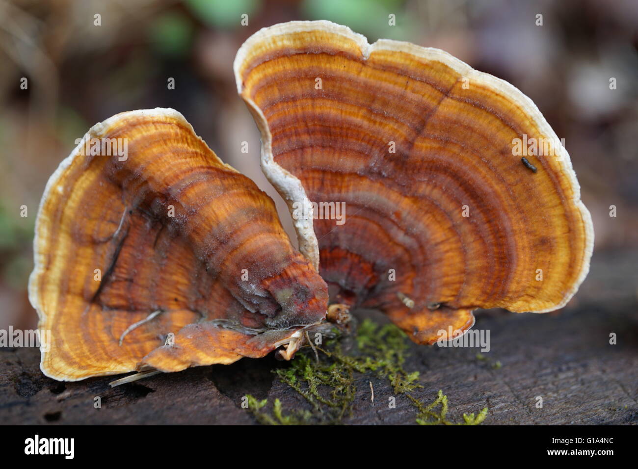 Stereum hi-res stock photography and images - Alamy