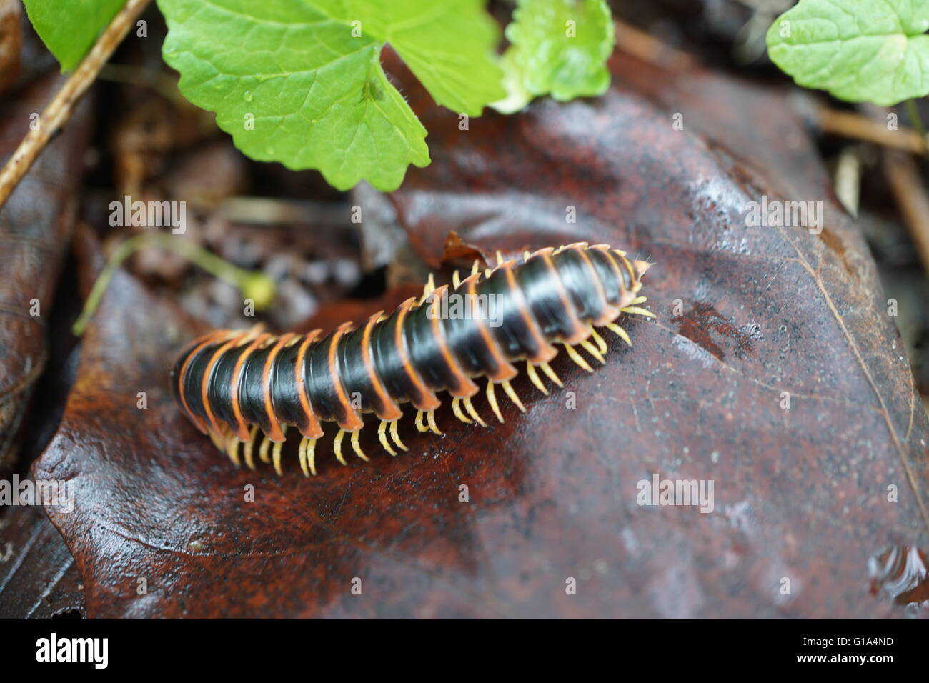 Millipede,"Apheloria virginiensis" on a leaf. It is one of North ...