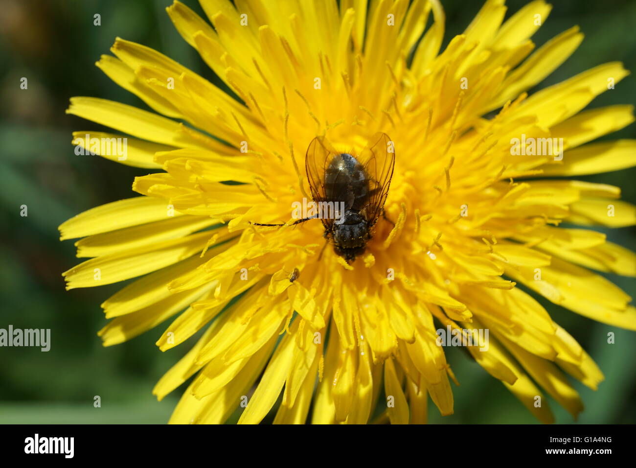 Fly on weed hi-res stock photography and images - Alamy
