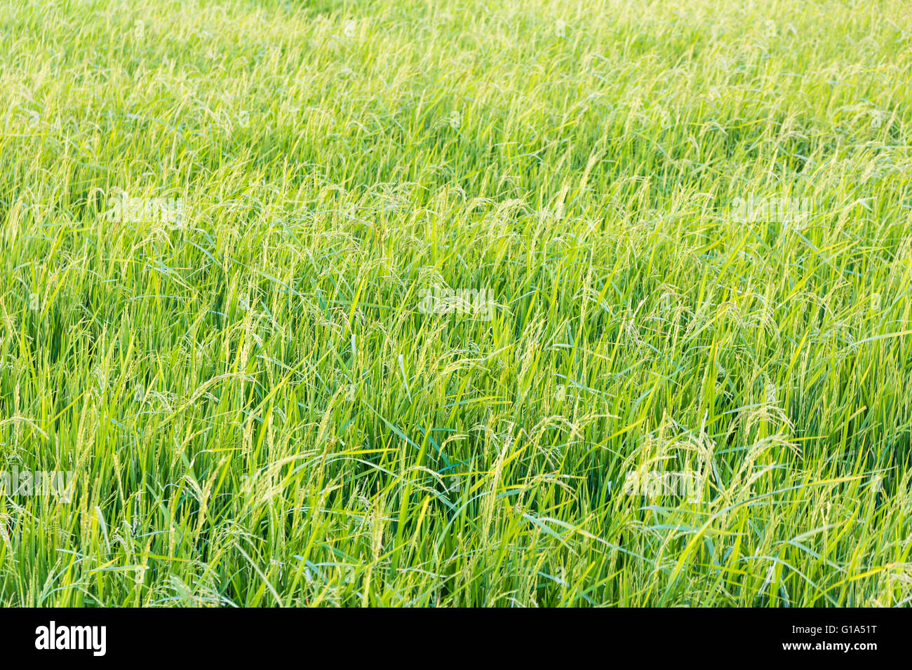 Grasses in the rice field Stock Photo - Alamy
