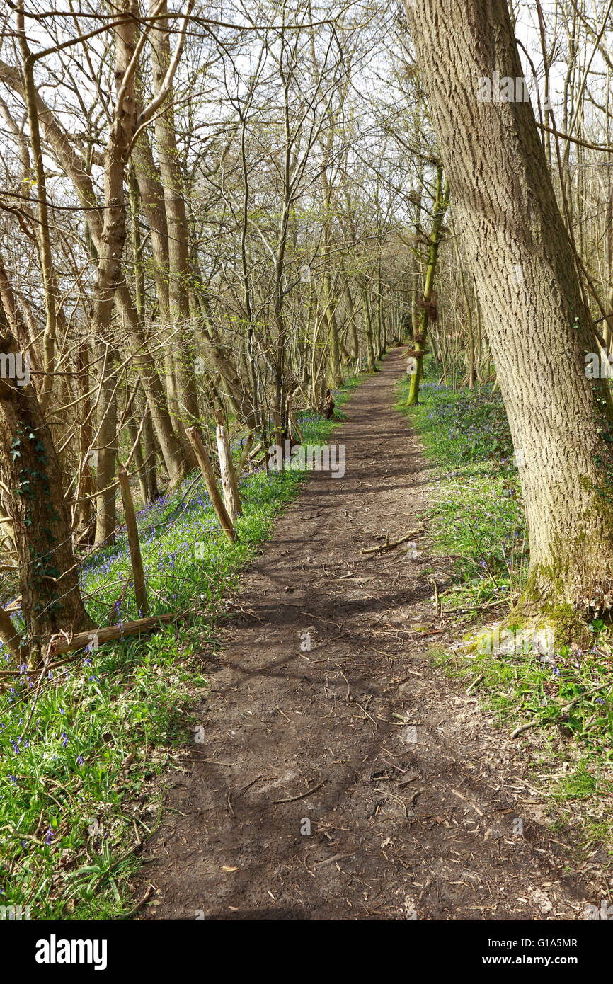 A footpath through the trees Stock Photo - Alamy