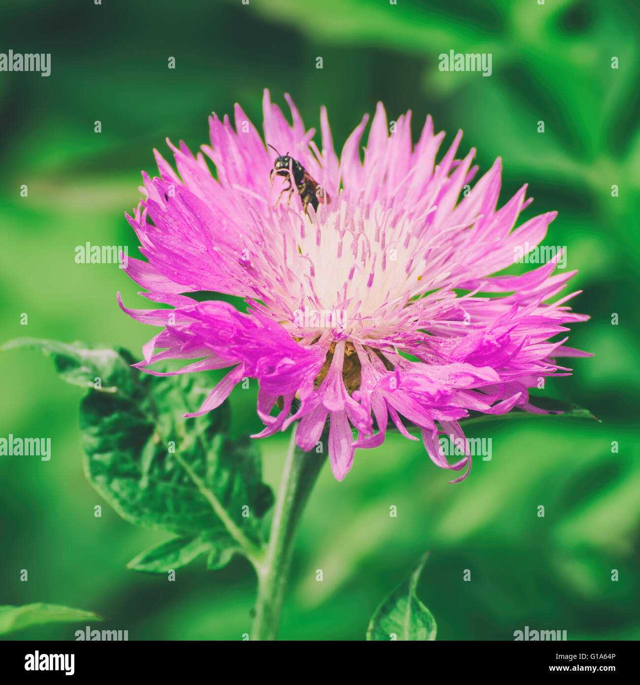Aster violet flower Stock Photo - Alamy