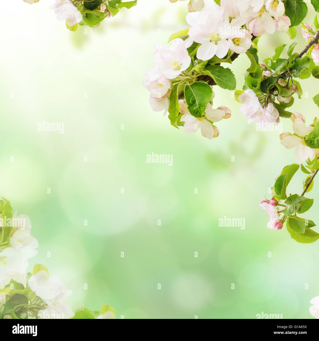 Apple floral background Stock Photo - Alamy