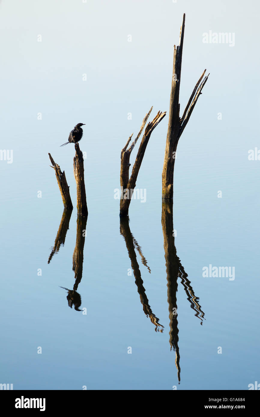 bird reflection in pool at dawn Stock Photo - Alamy
