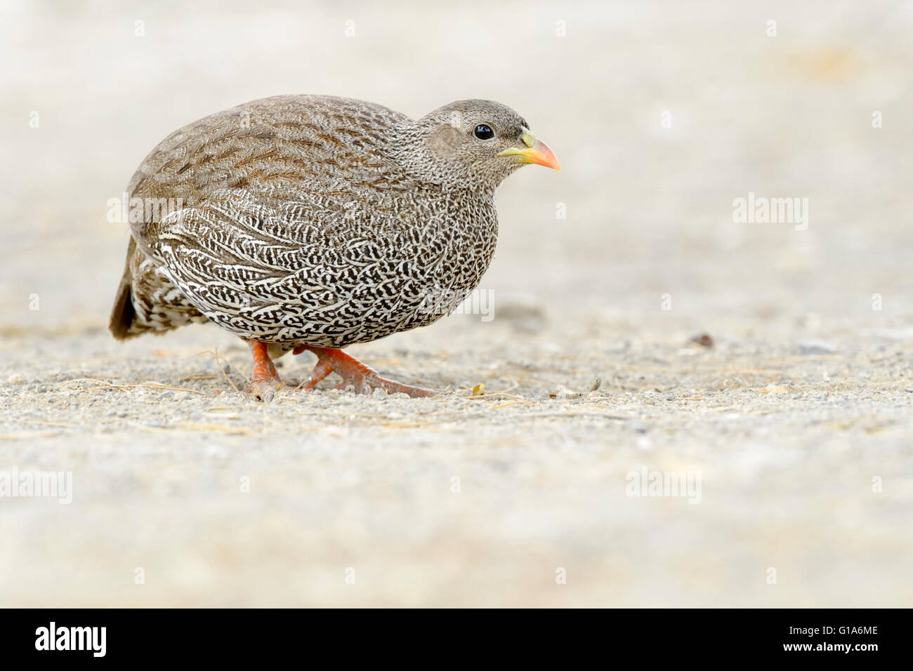 Natal spurfowl or Natal francolin (Pternistis natalensis) on the ground ...