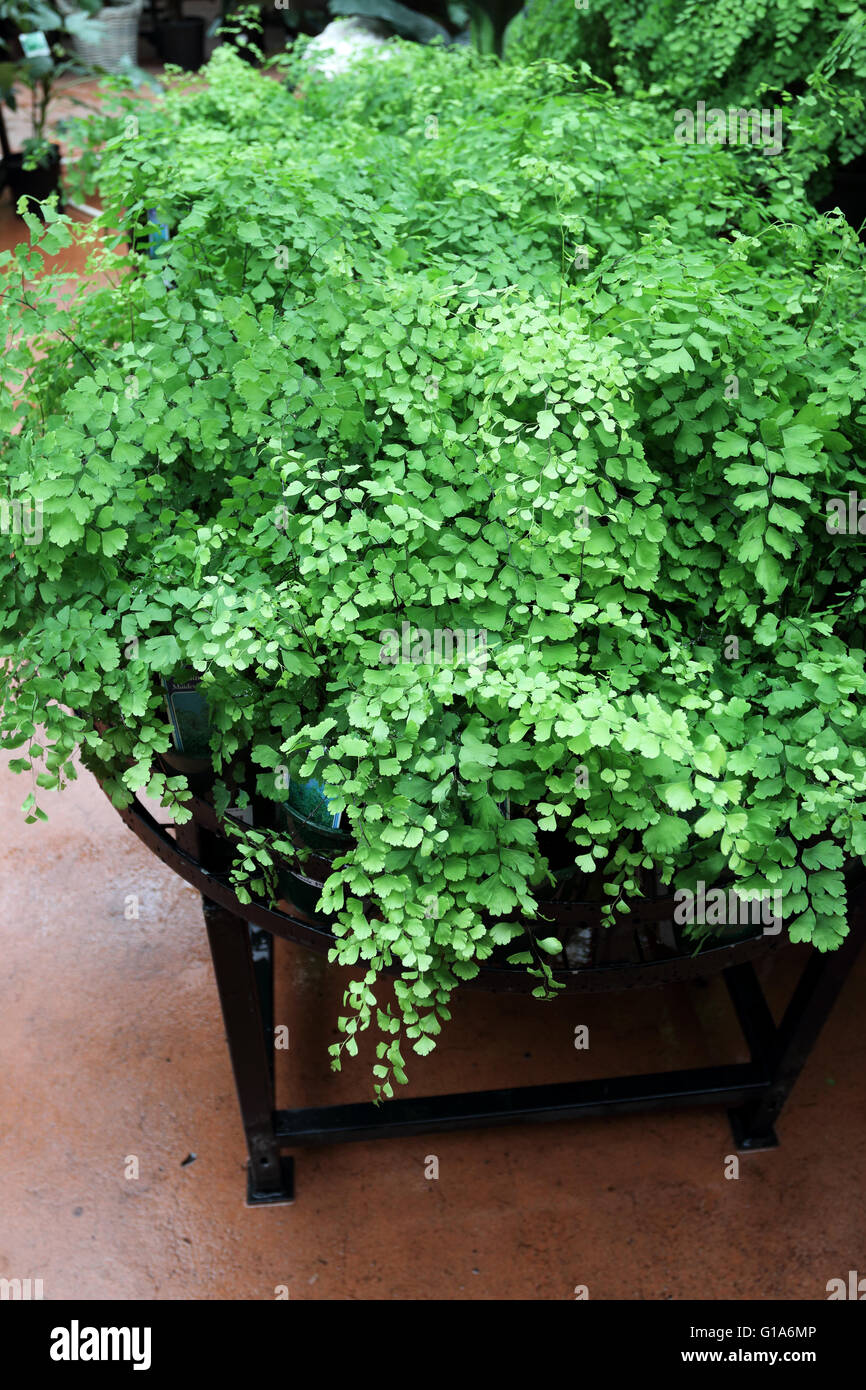 Adiantum raddianum fragrans hi-res stock photography and images - Alamy