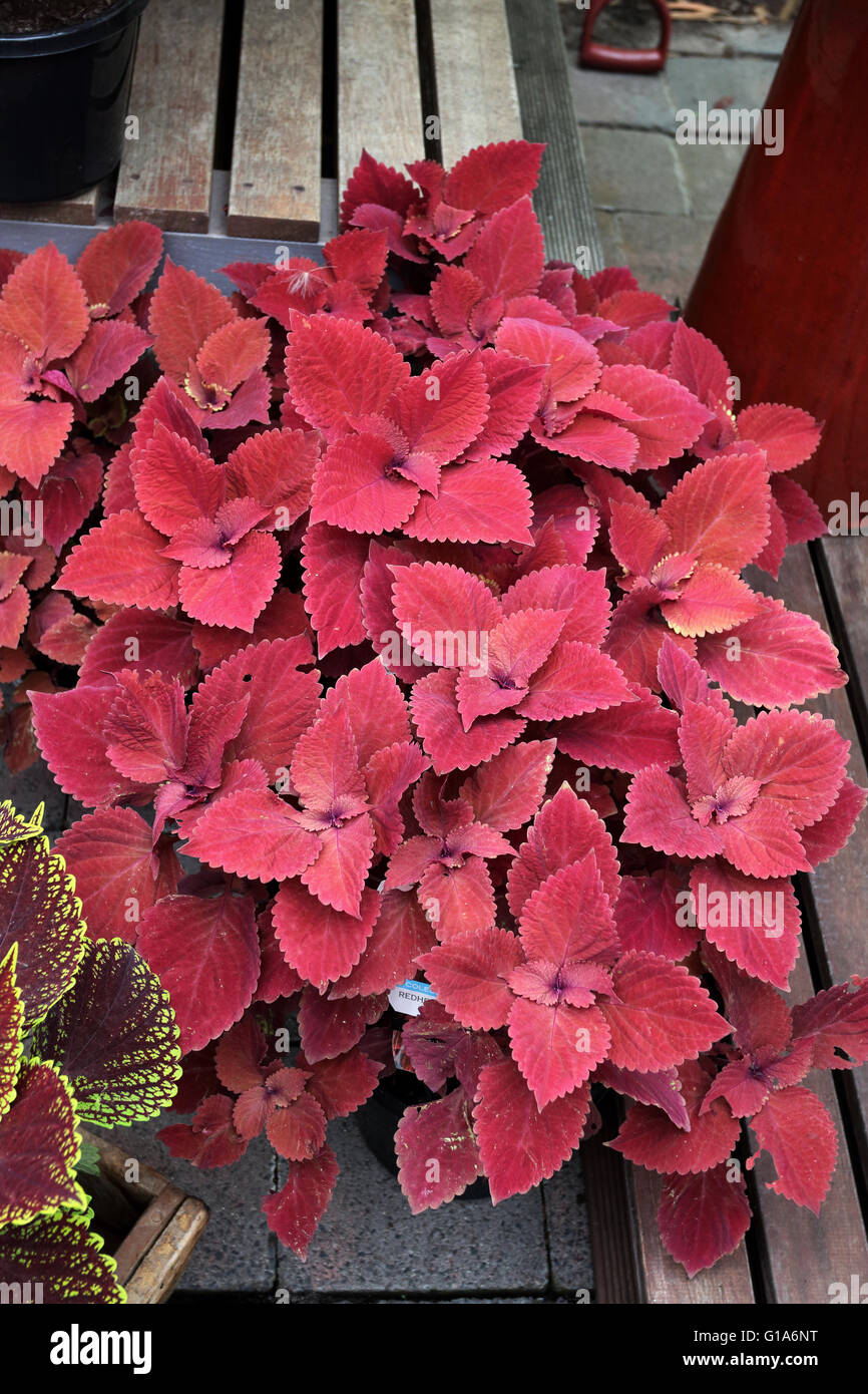 Coleus red plant hi-res stock photography and images - Alamy
