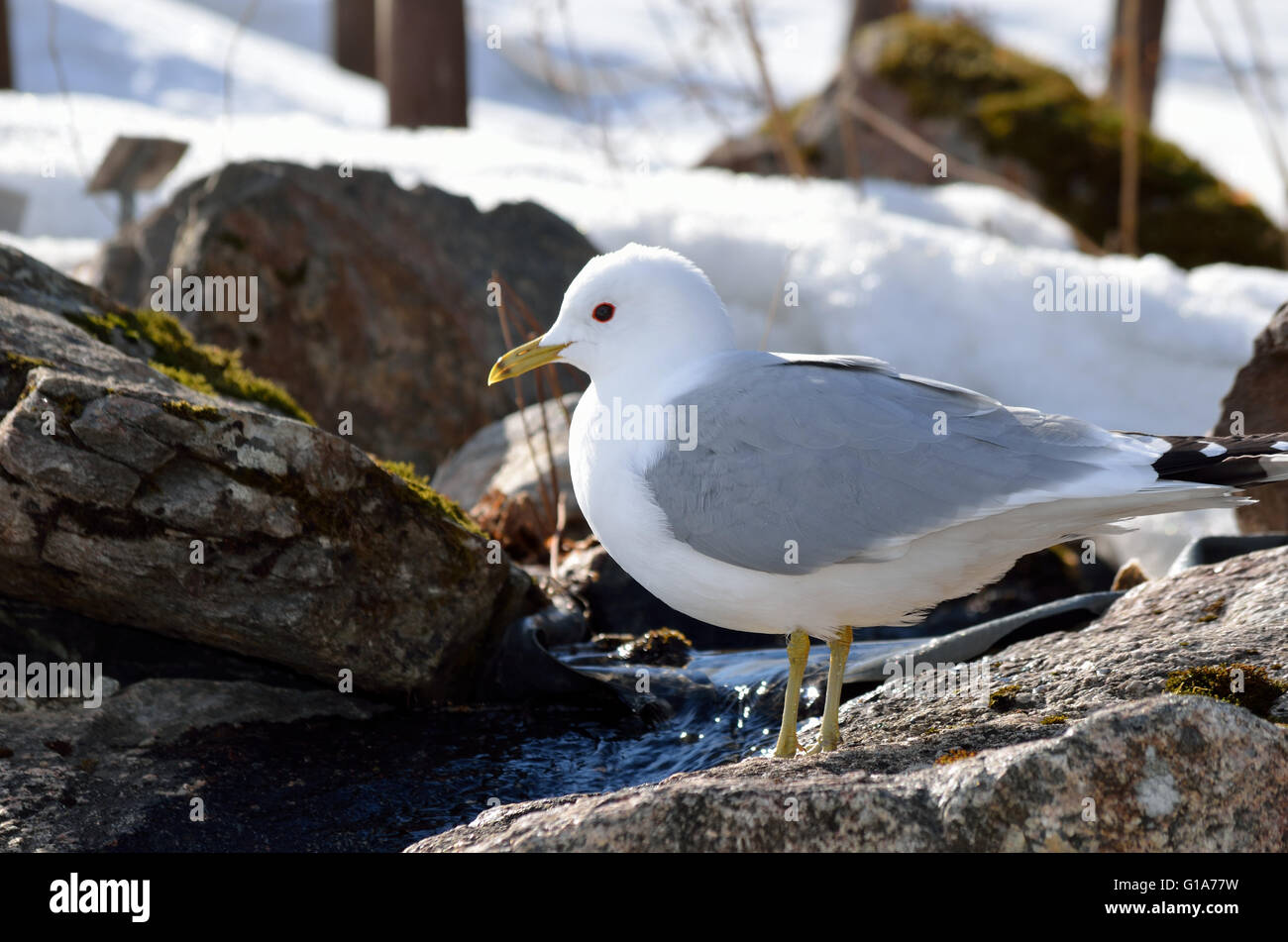 seagull standing on creek top drinking fresh water Stock Photo - Alamy