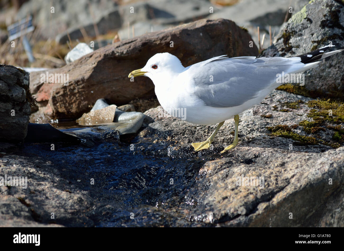 seagull standing on creek top drinking fresh water Stock Photo - Alamy