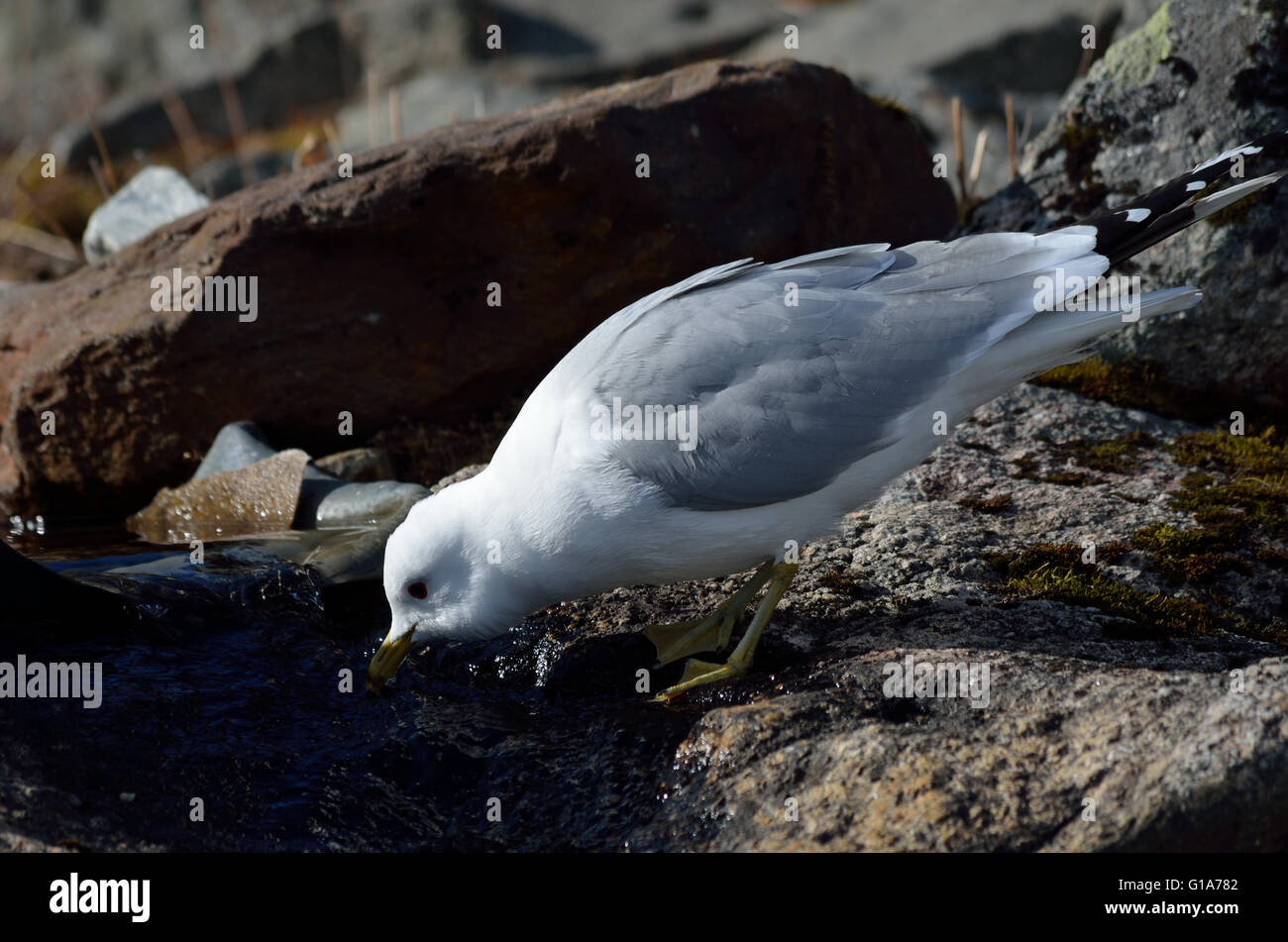 seagull standing on creek top drinking fresh water Stock Photo - Alamy
