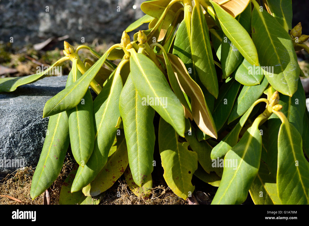 different green rhododendron plants outside in early spring time ...
