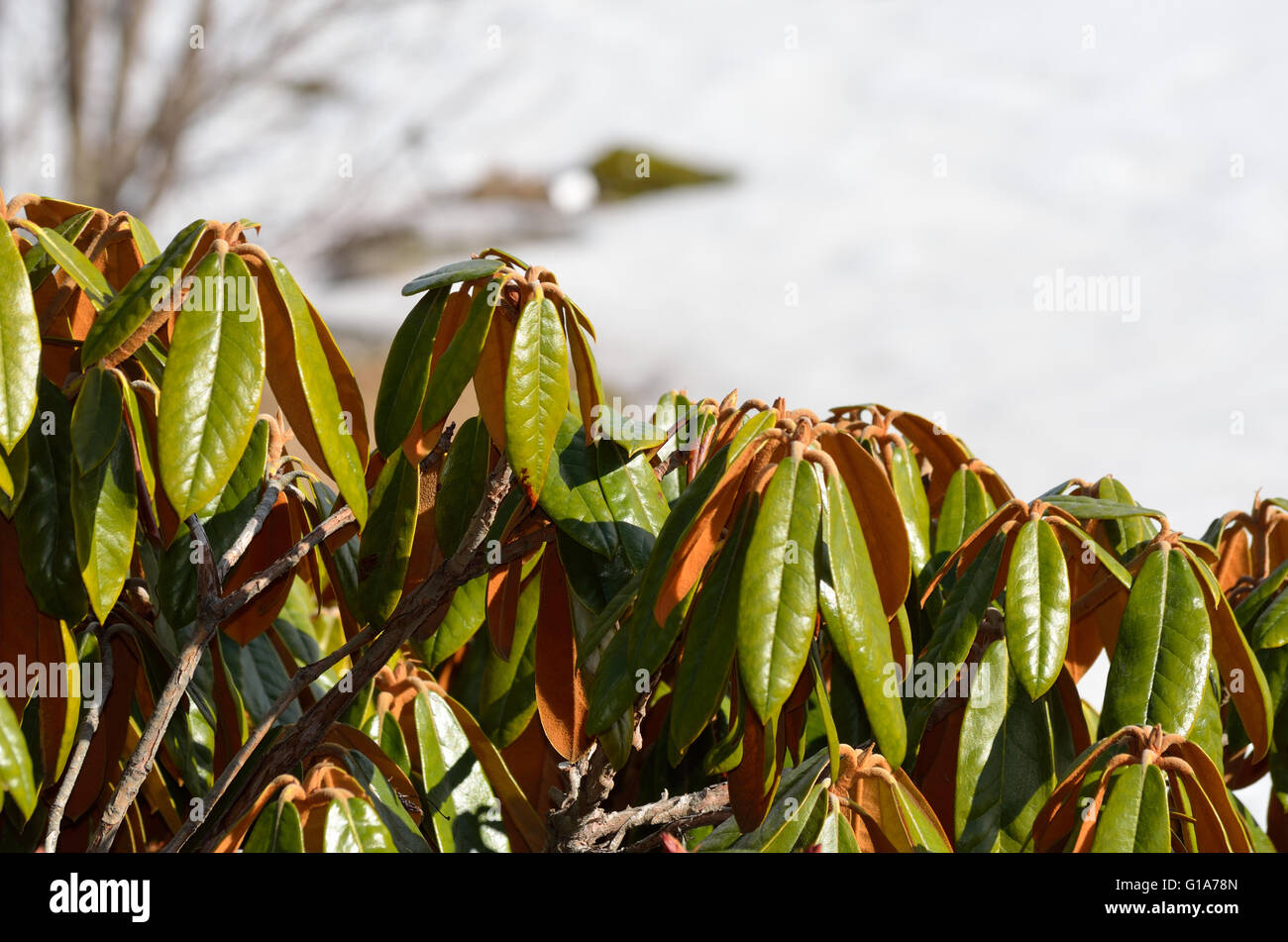 different green rhododendron plants outside in early spring time ...