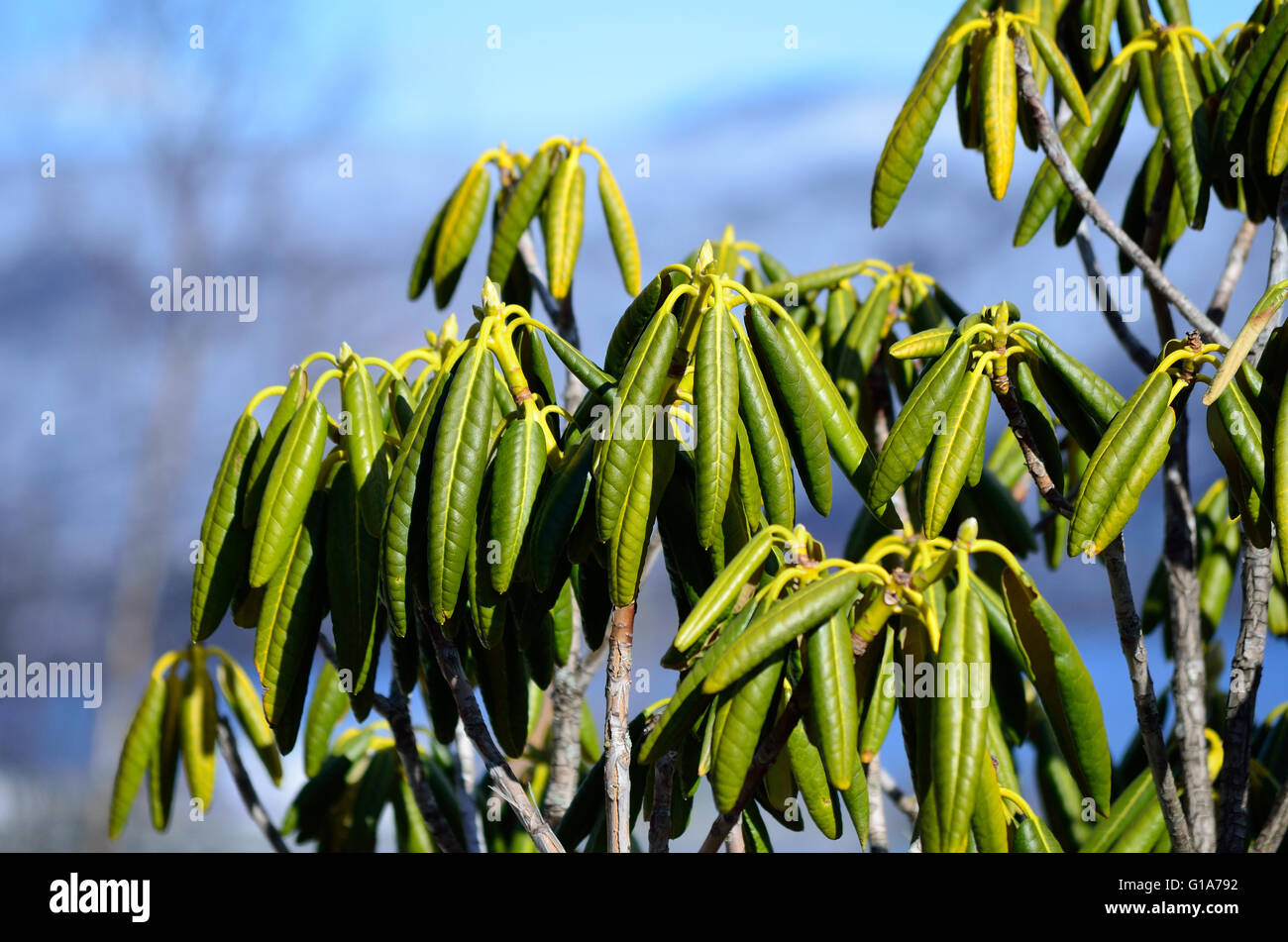 different green rhododendron plants outside in early spring time ...