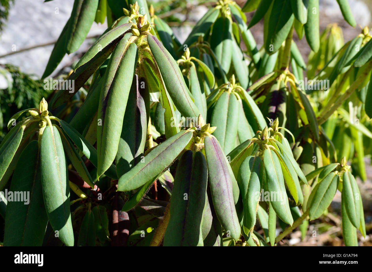 different green rhododendron plants outside in early spring time ...