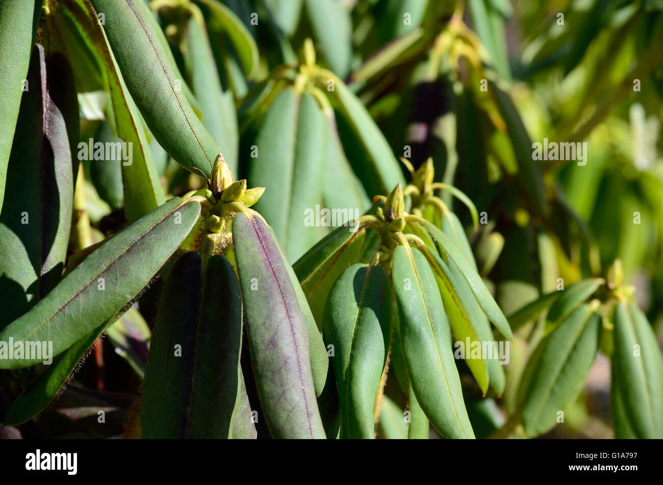 different green rhododendron plants outside in early spring time ...