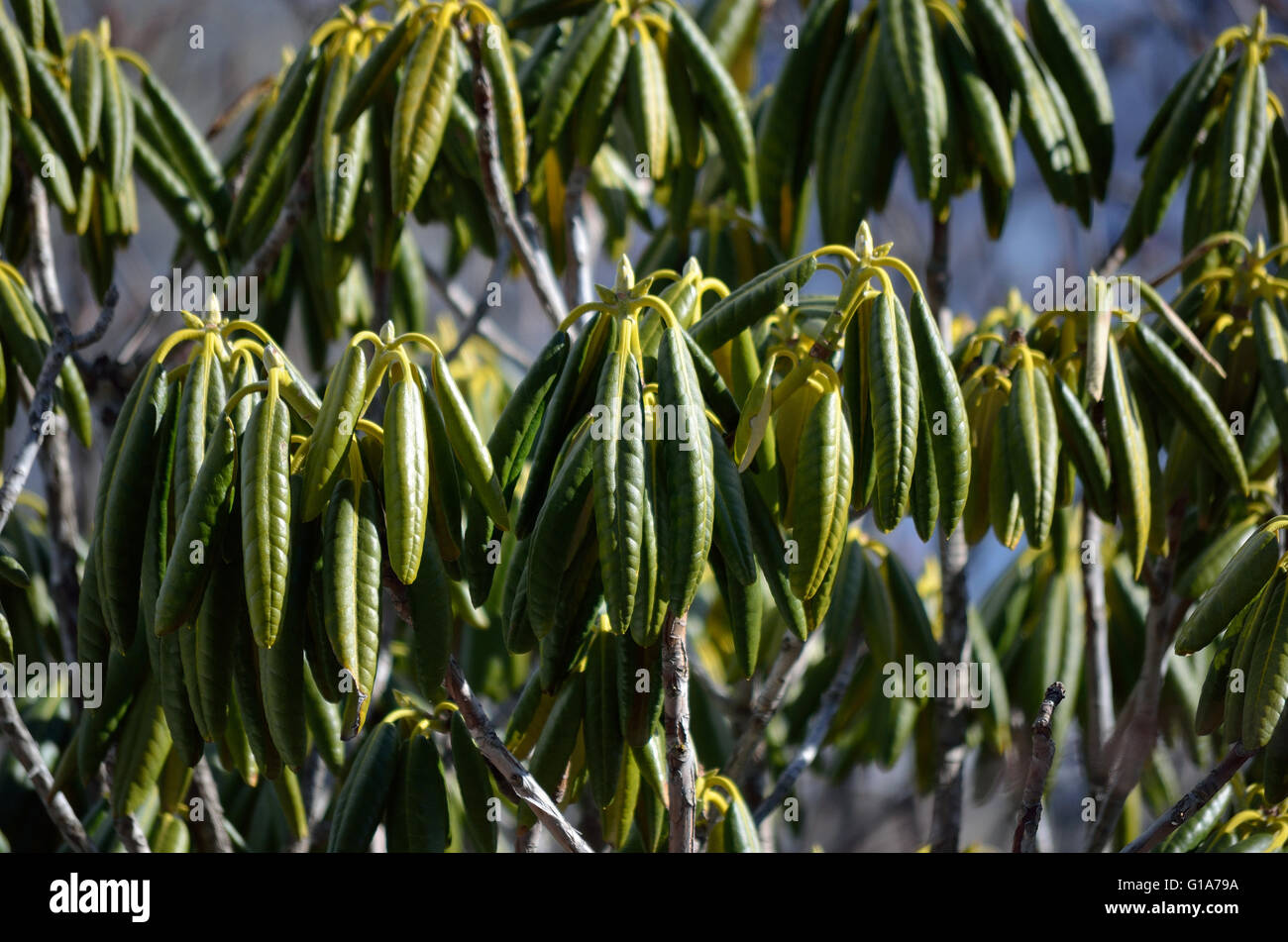 different green rhododendron plants outside in early spring time ...