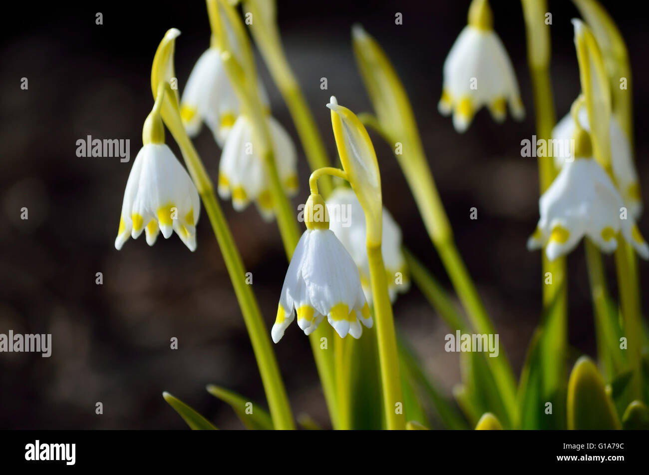 beautiful easter lily Stock Photo - Alamy
