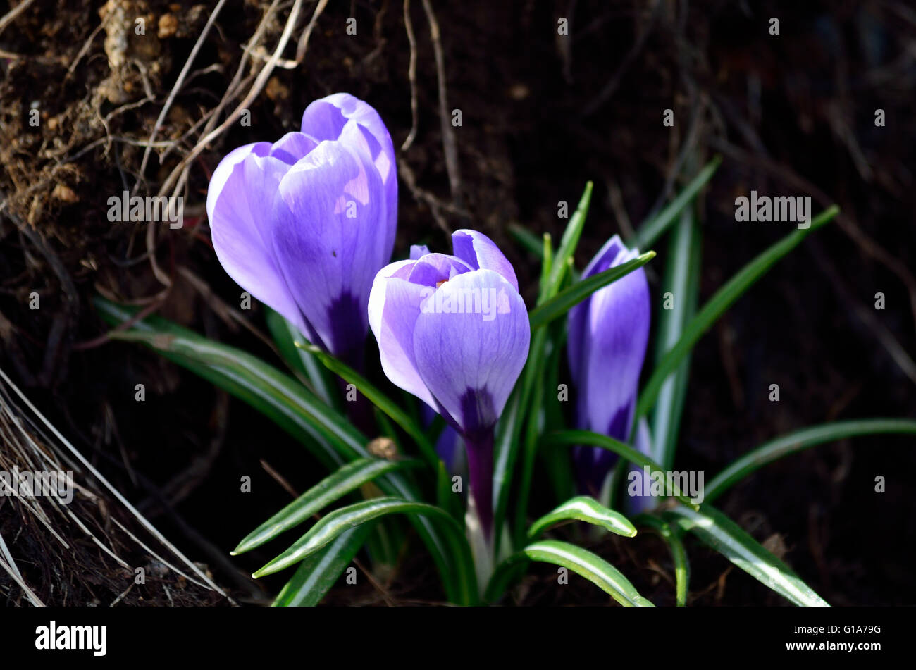 beautiful violet flower Stock Photo - Alamy