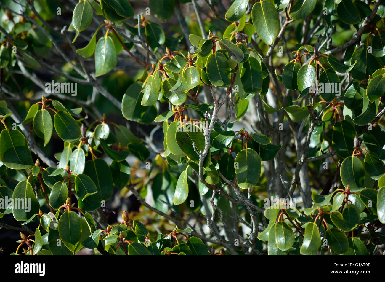 vibrant green nature Stock Photo - Alamy