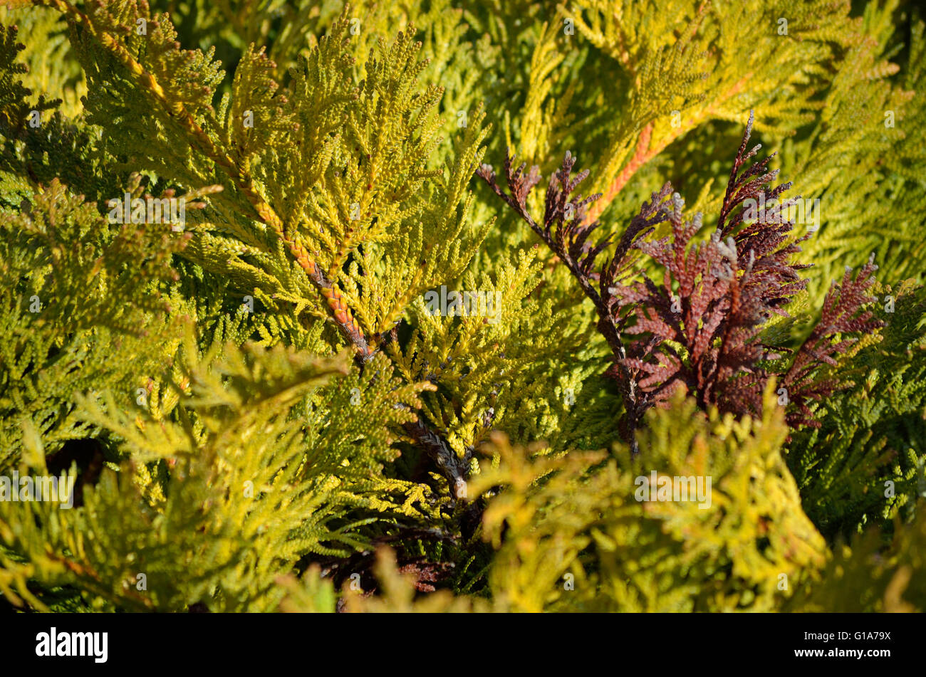 vibrant green nature Stock Photo - Alamy