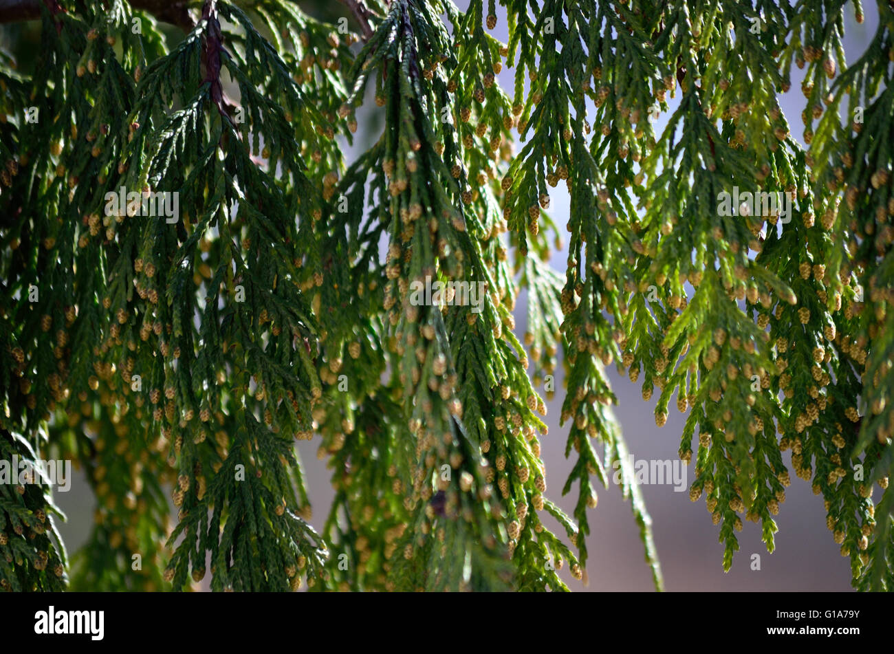 vibrant green nature Stock Photo - Alamy