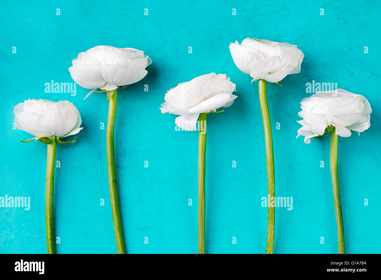 White ranunculus flowers Blue background Top view Stock Photo - Alamy