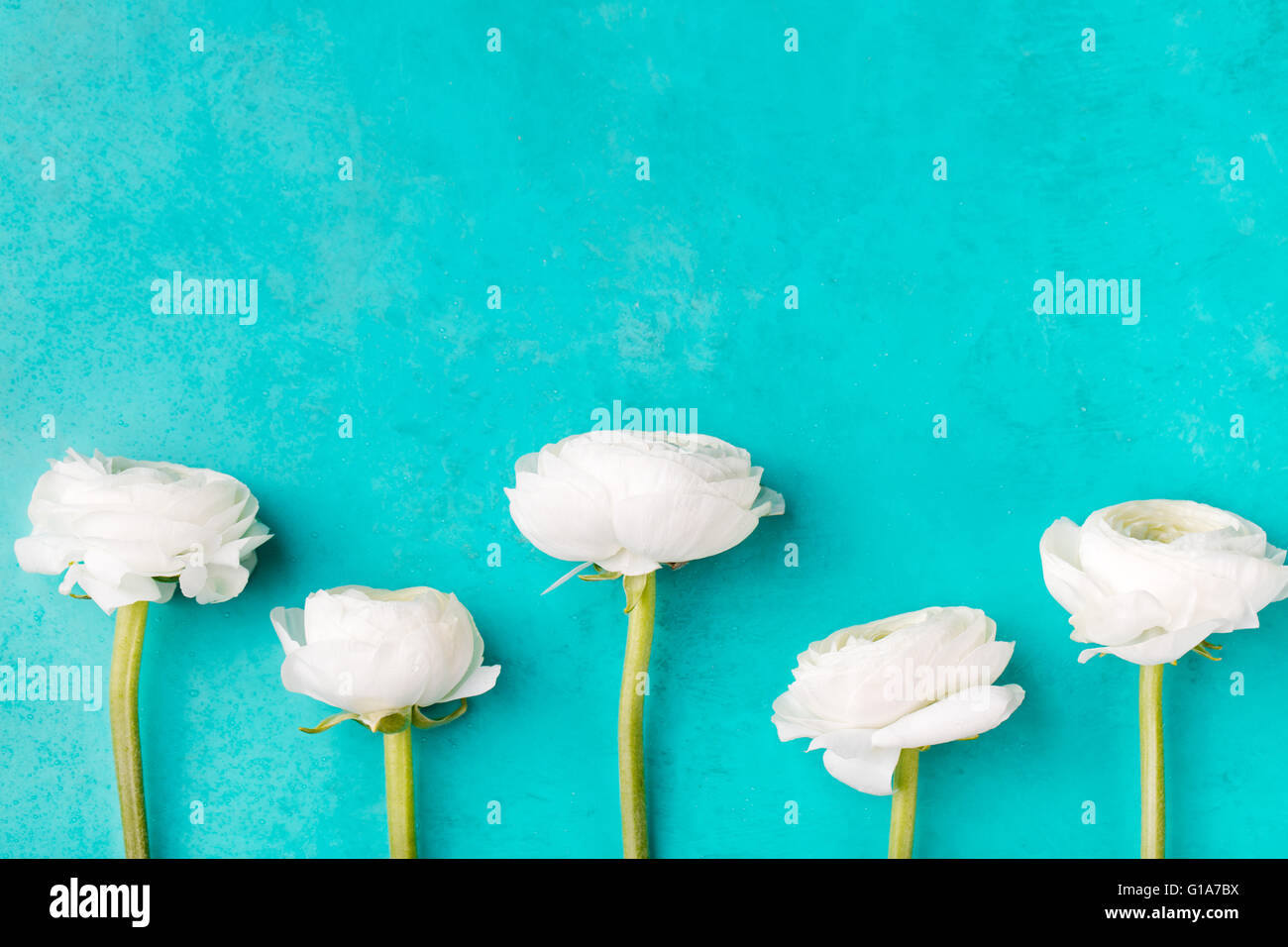 White ranunculus flowers Blue background Copy space Stock Photo - Alamy