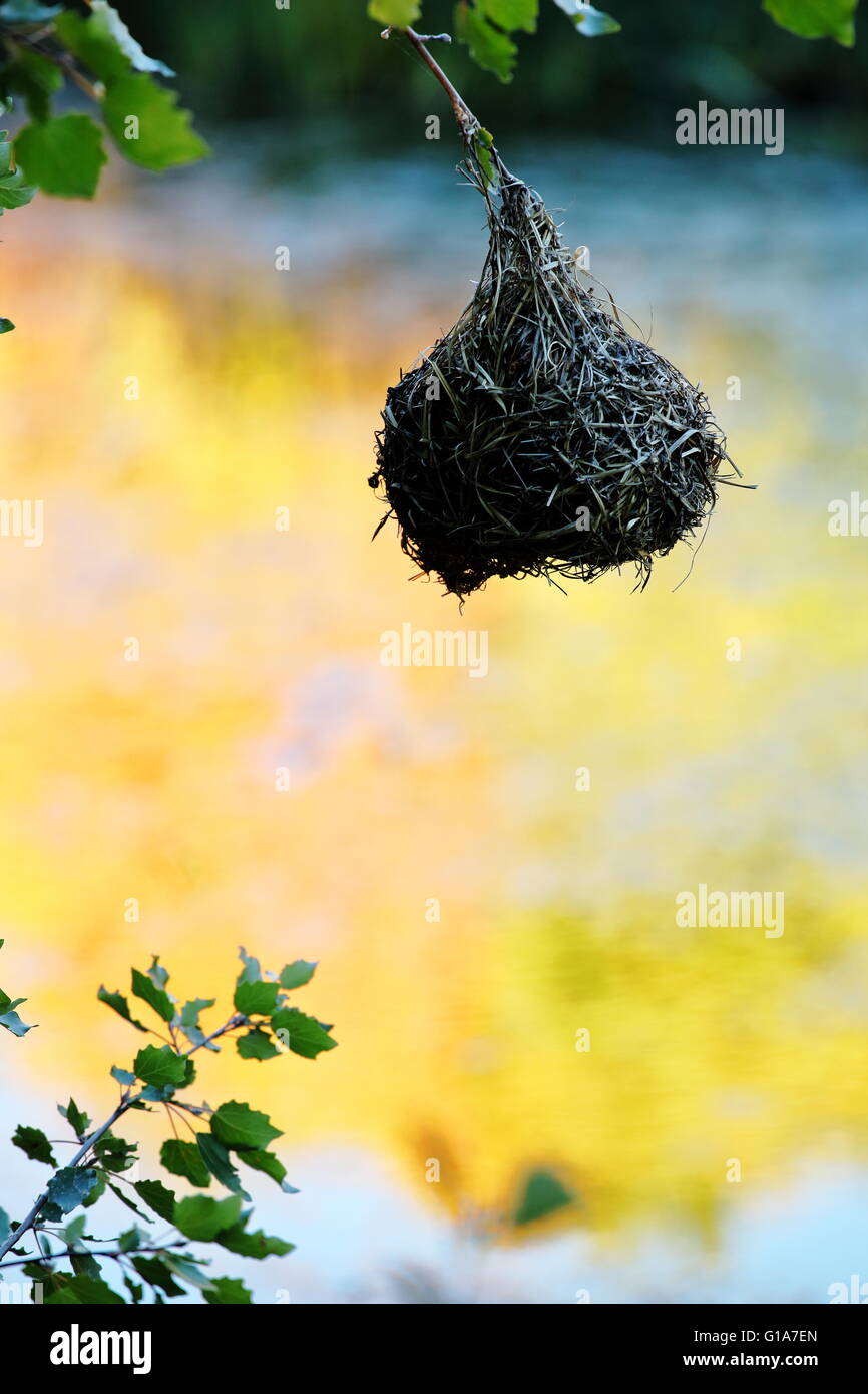 Hanging birds nest hi-res stock photography and images - Alamy
