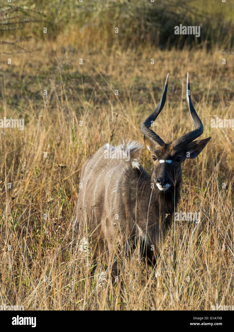 Young south african zulu hi-res stock photography and images - Alamy