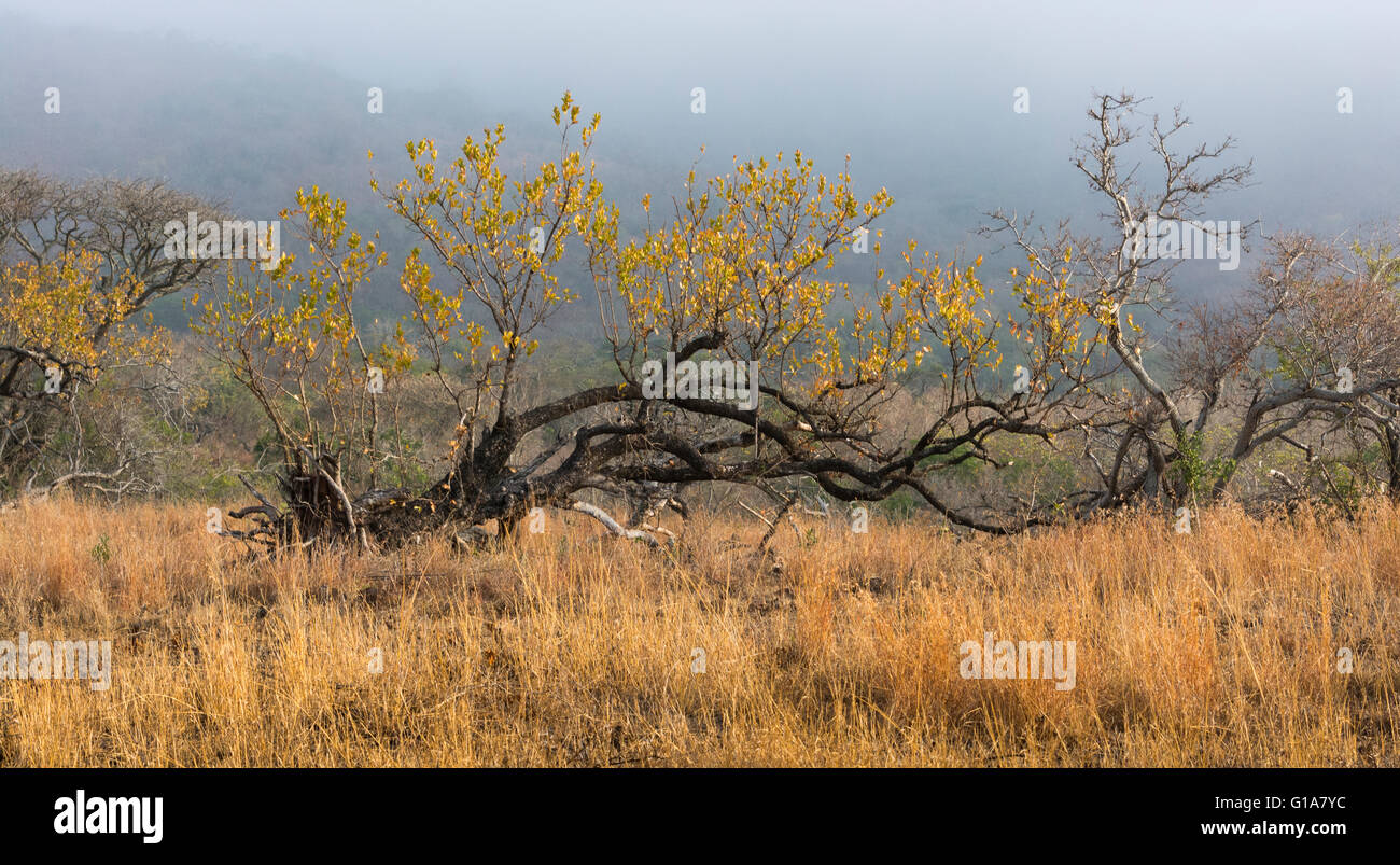 Bush, KwaZulu Natal, South Africa Stock Photo - Alamy